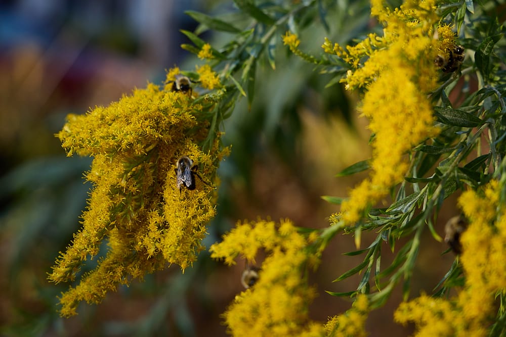 The Rivertowns Dispatch